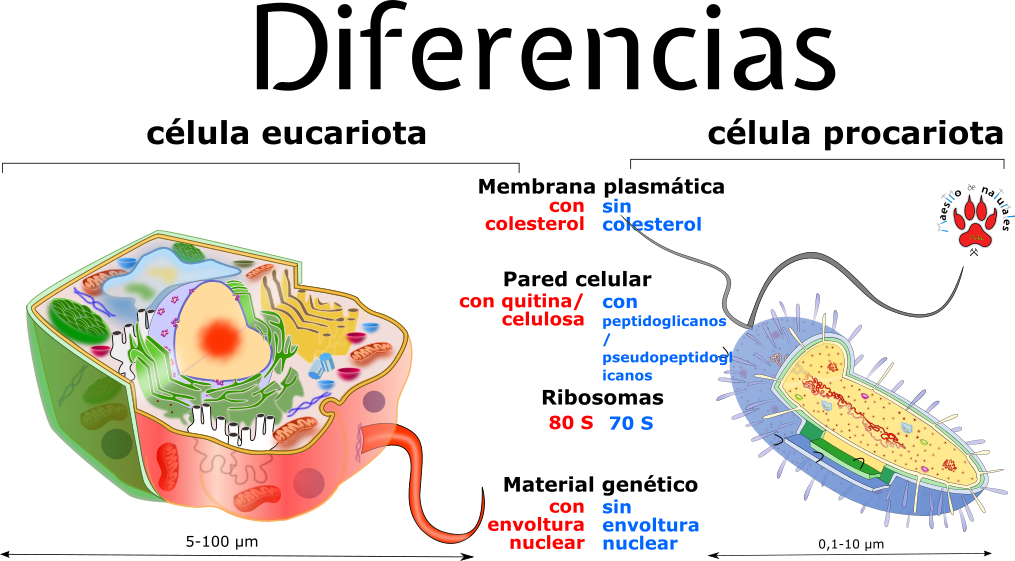 Tema 05.02 La célula